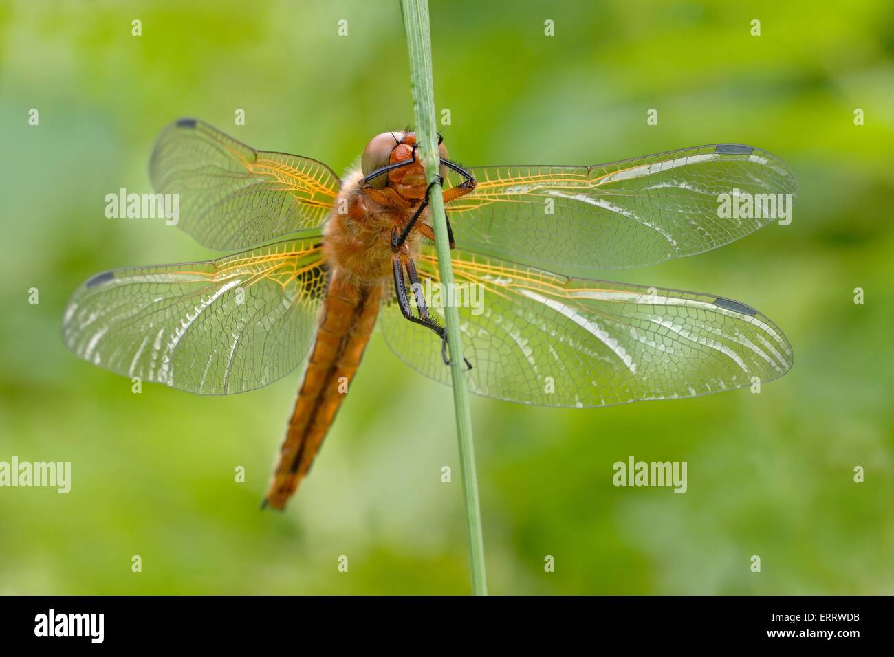 Scarce landscape hi-res stock photography and images - Alamy