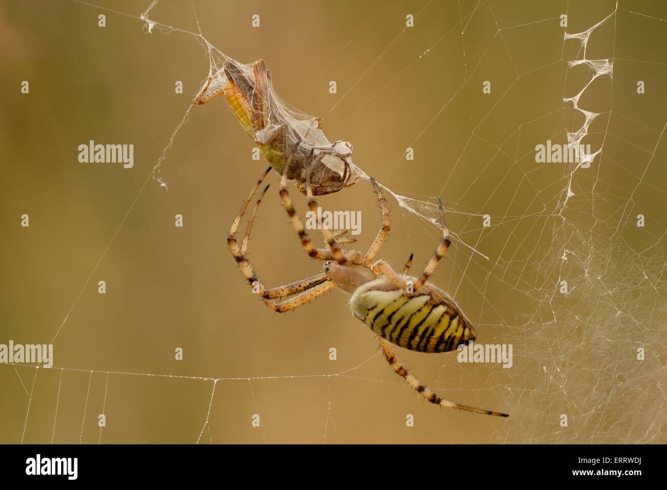 spider with prey Stock Photo - Alamy