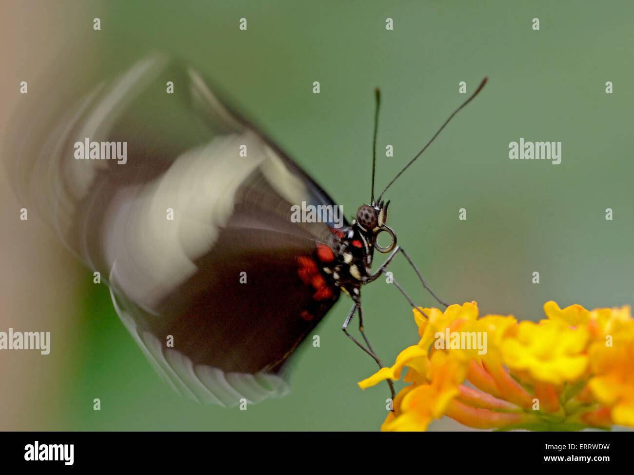 Sara longwing butterfly heliconius sara hi-res stock photography and images - Alamy