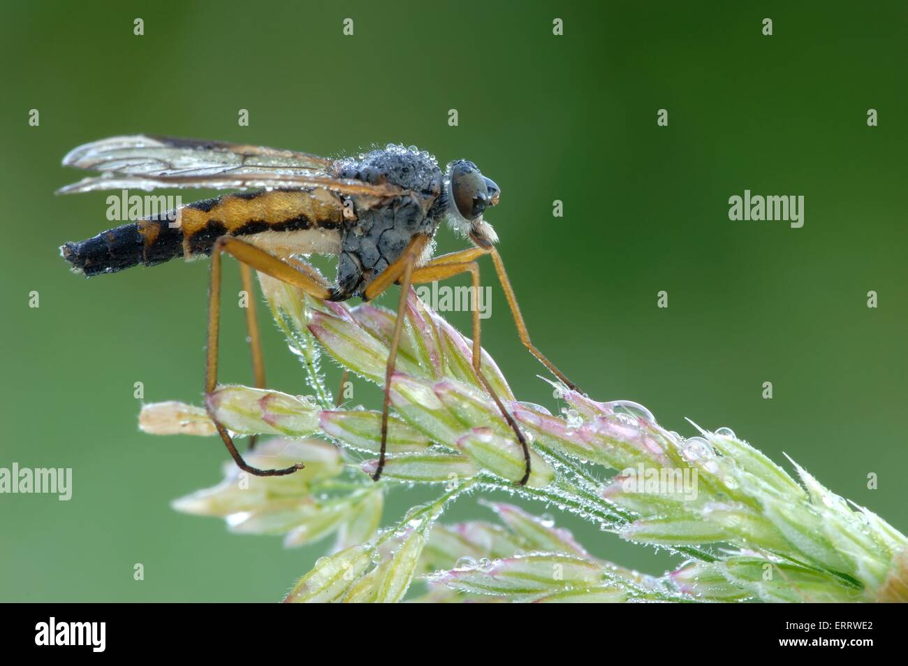 Snipe flies hi-res stock photography and images - Alamy