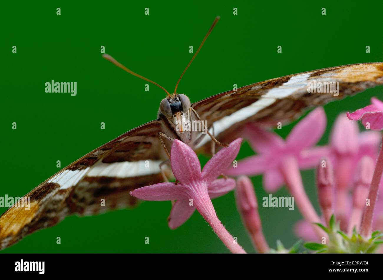 Brown clipper butterflies hi-res stock photography and images - Alamy