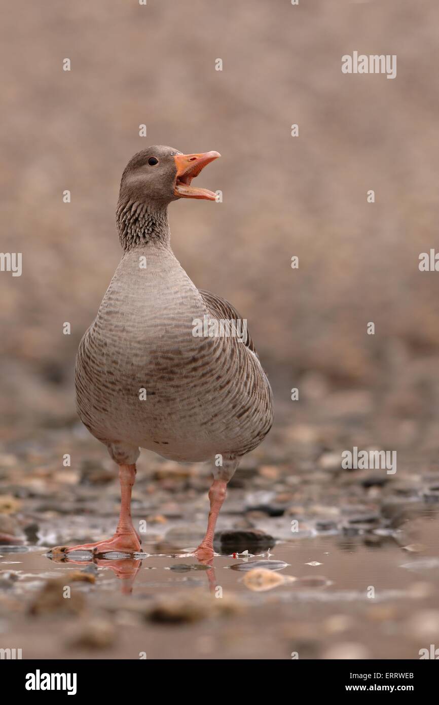 Goose size hi-res stock photography and images - Alamy