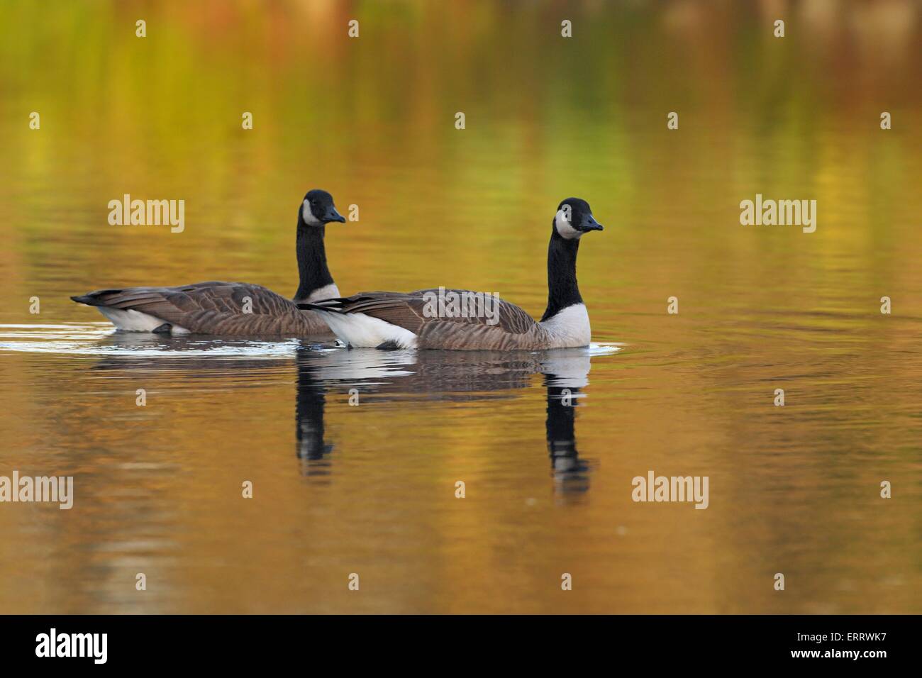 Canada goose side profile hi-res stock photography and images - Alamy