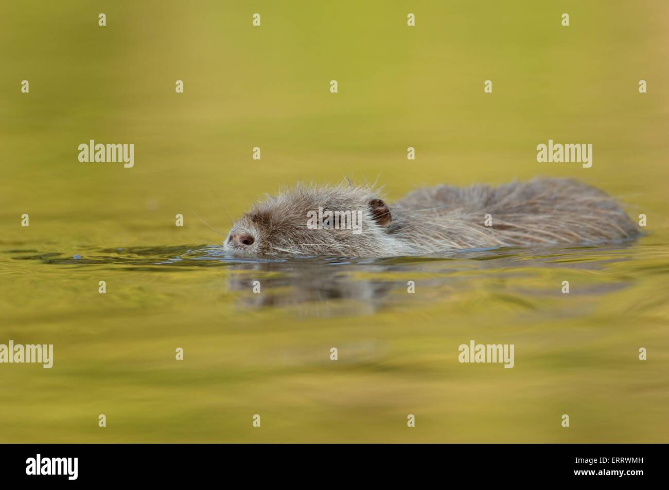 Nutria myocastor coypus swims hi-res stock photography and images - Alamy