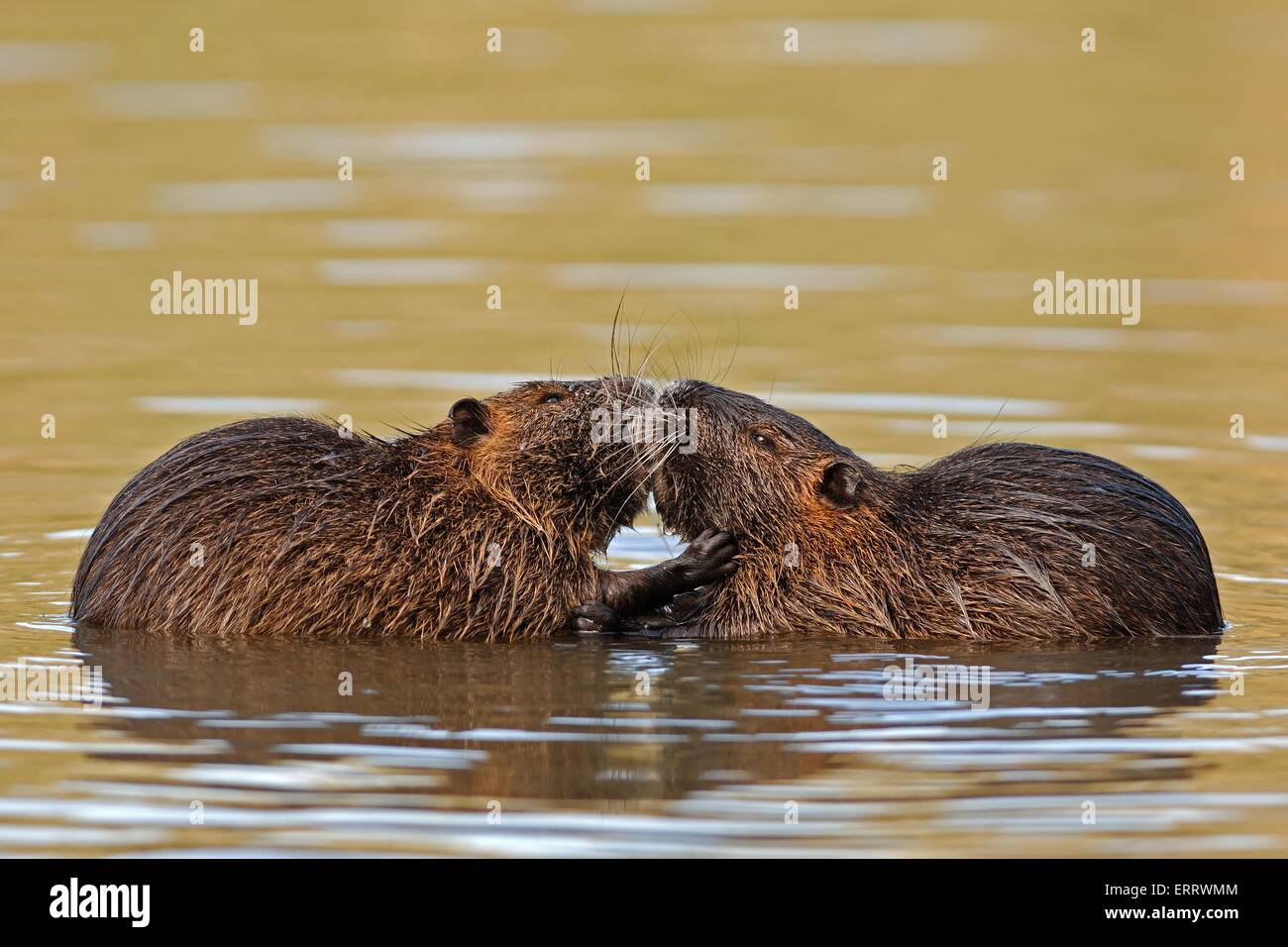 Two nutrias at hi-res stock photography and images - Alamy