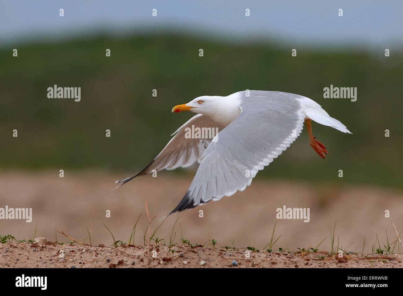 Herring gull flying landscape format hi-res stock photography and ...