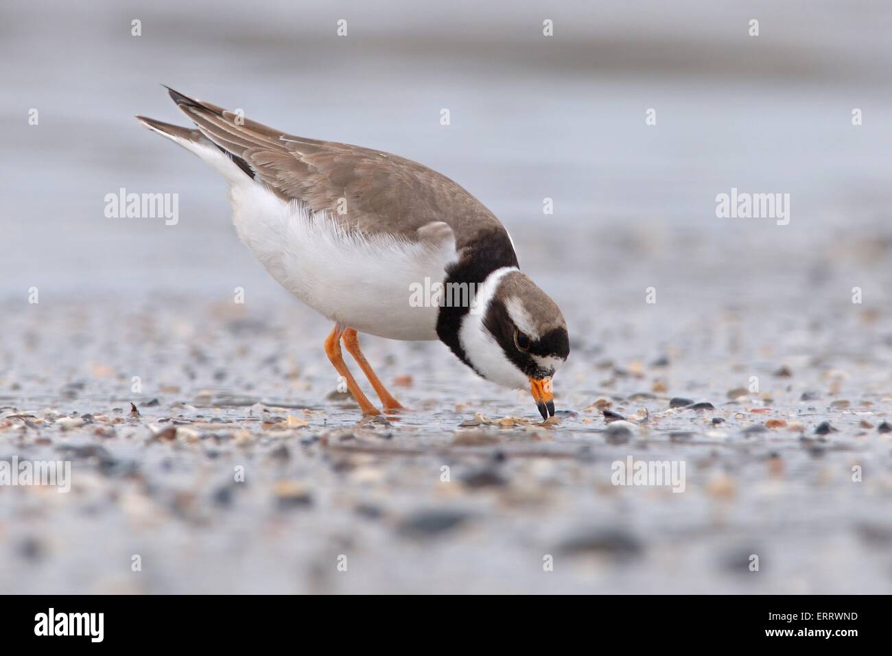 Common Ringed Plover Stock Photo - Alamy
