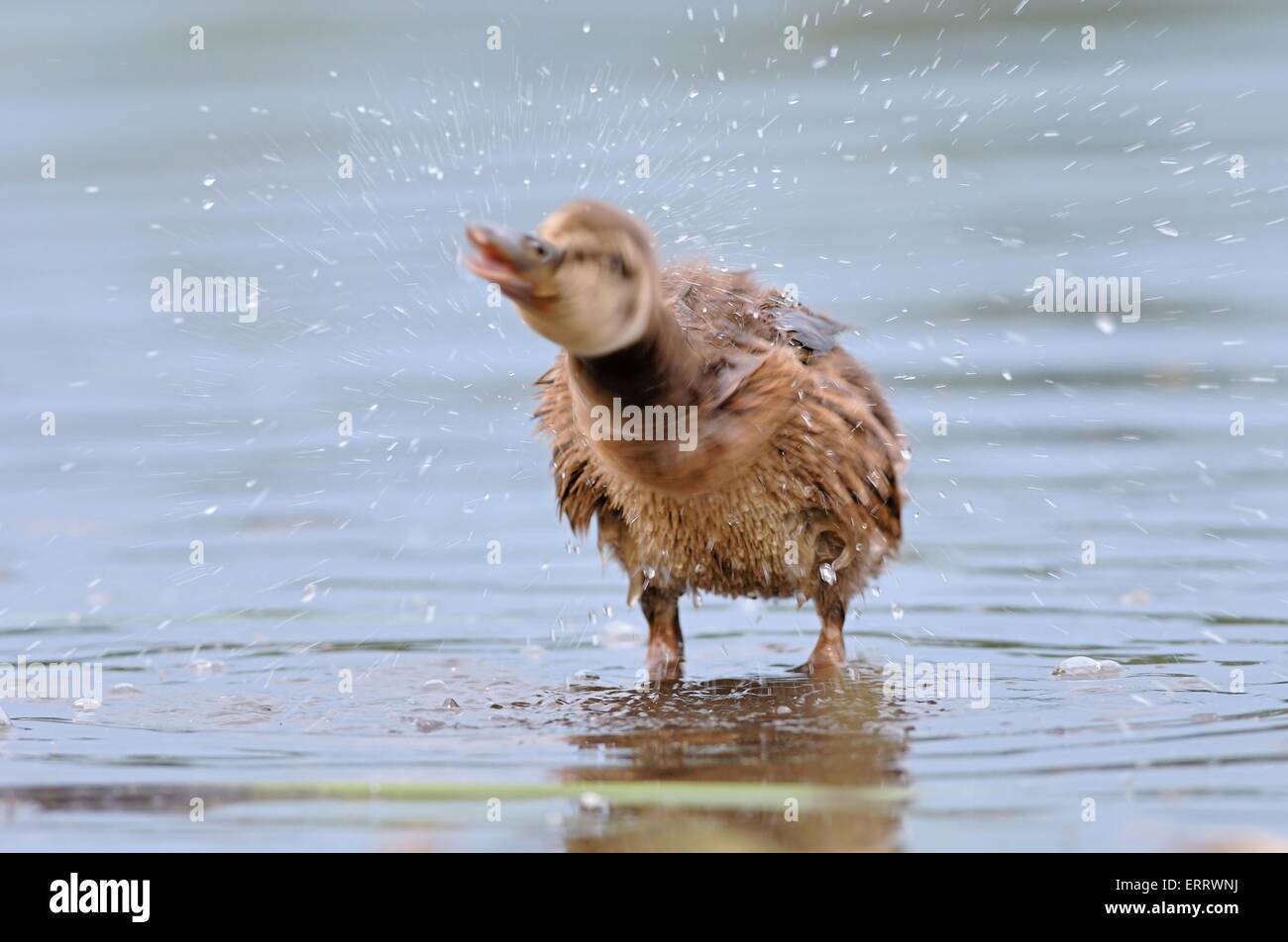 Duck shaking water hi-res stock photography and images - Alamy