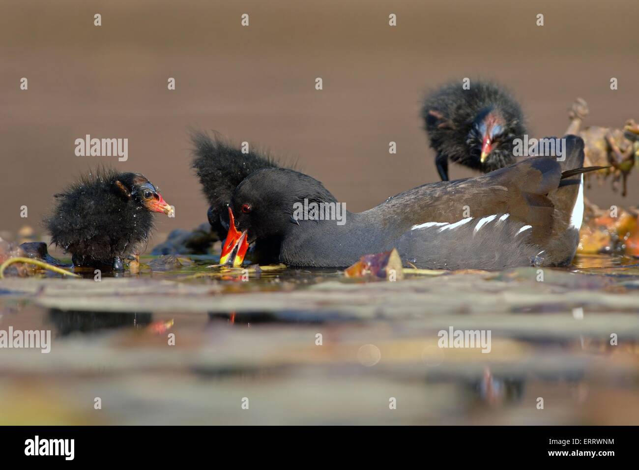 Moorhen chicks hi-res stock photography and images - Alamy