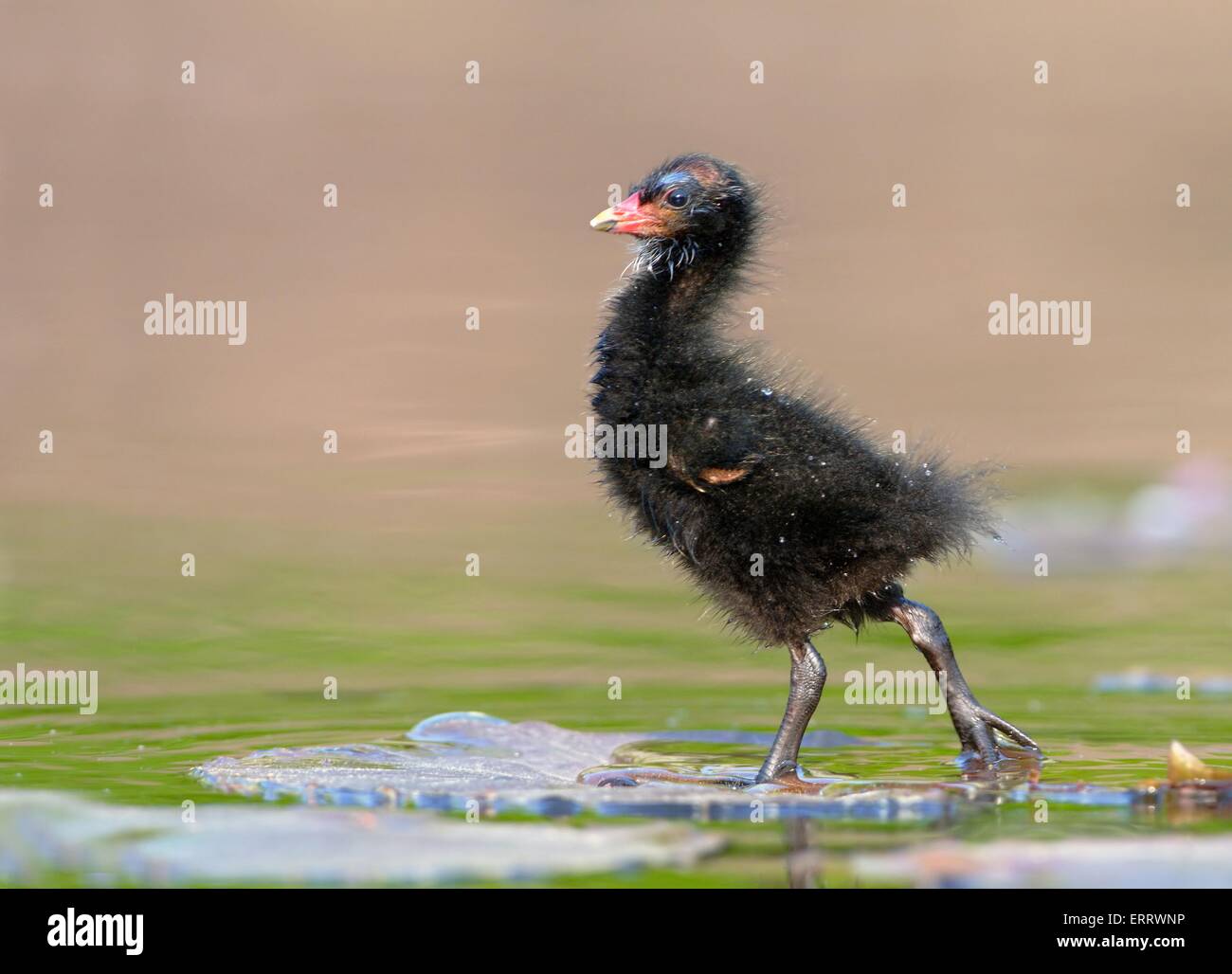 Common Moorhen fledgling Stock Photo - Alamy