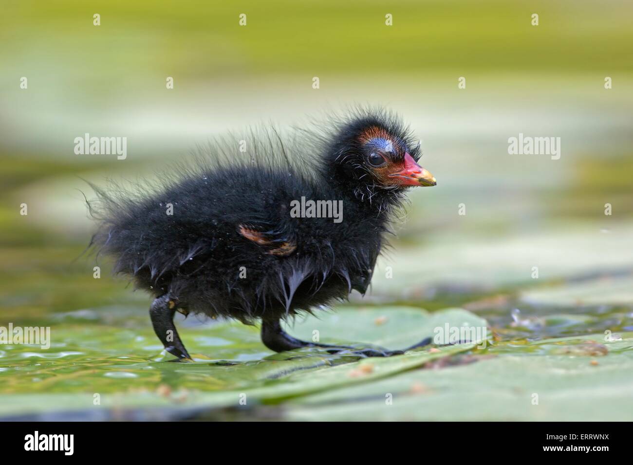 Common Moorhen fledgling Stock Photo - Alamy