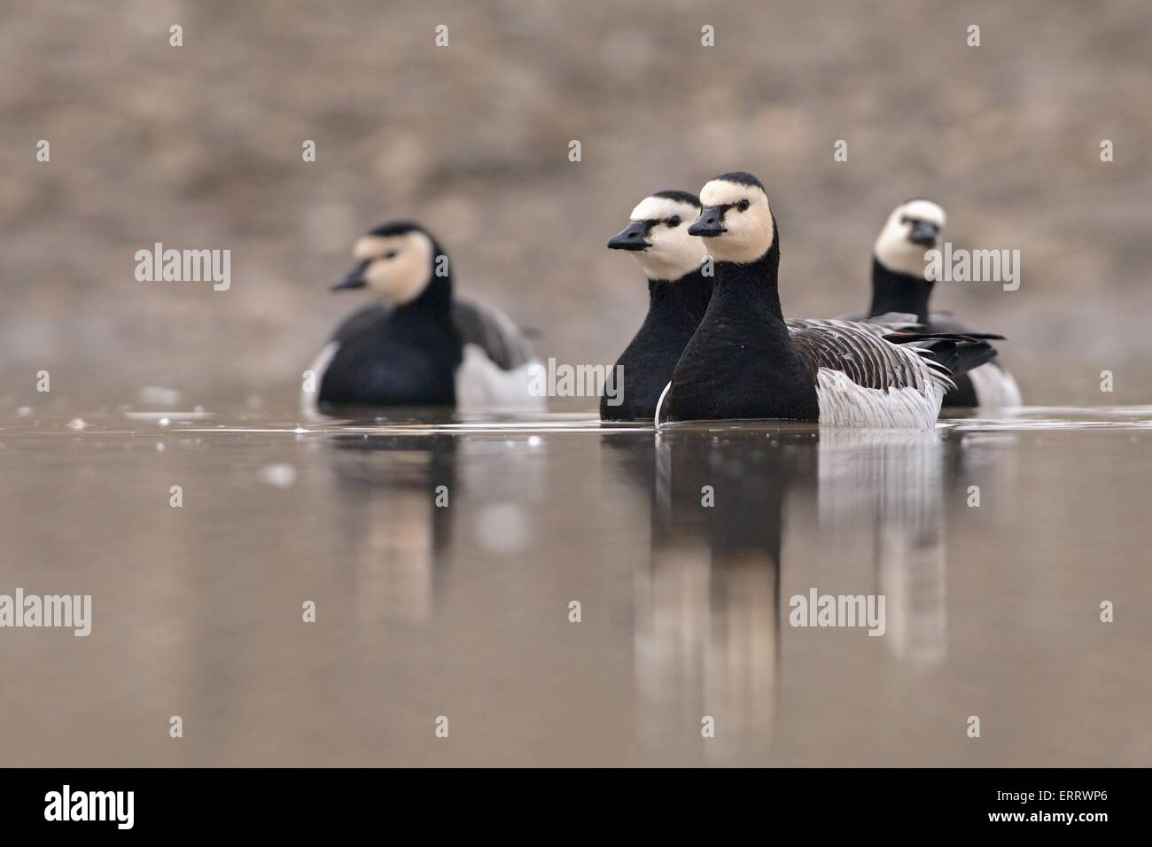 Group barnacle geese swims hi-res stock photography and images - Alamy
