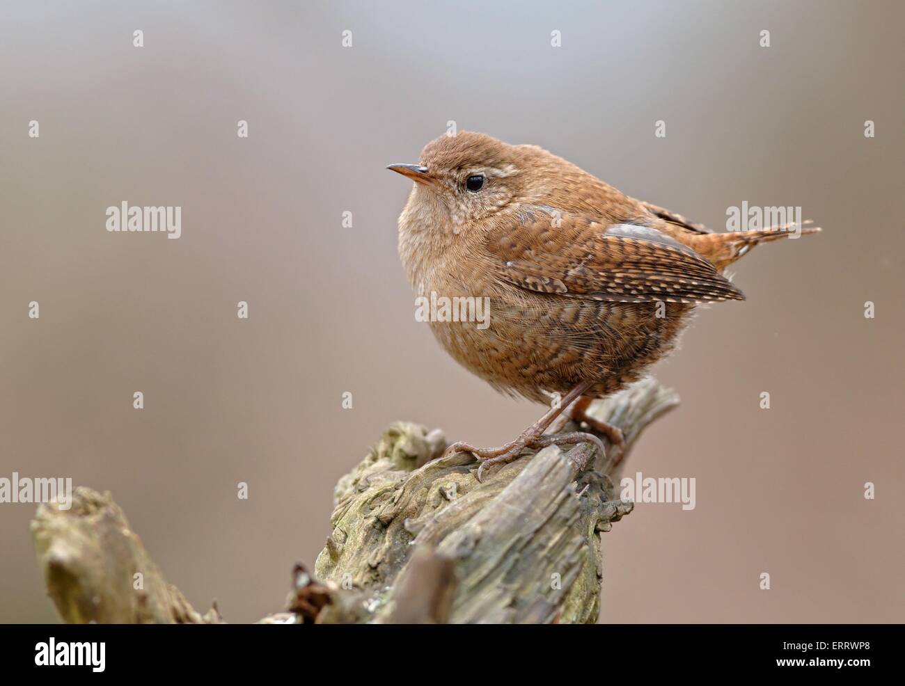 Landscape format wren hi-res stock photography and images - Alamy