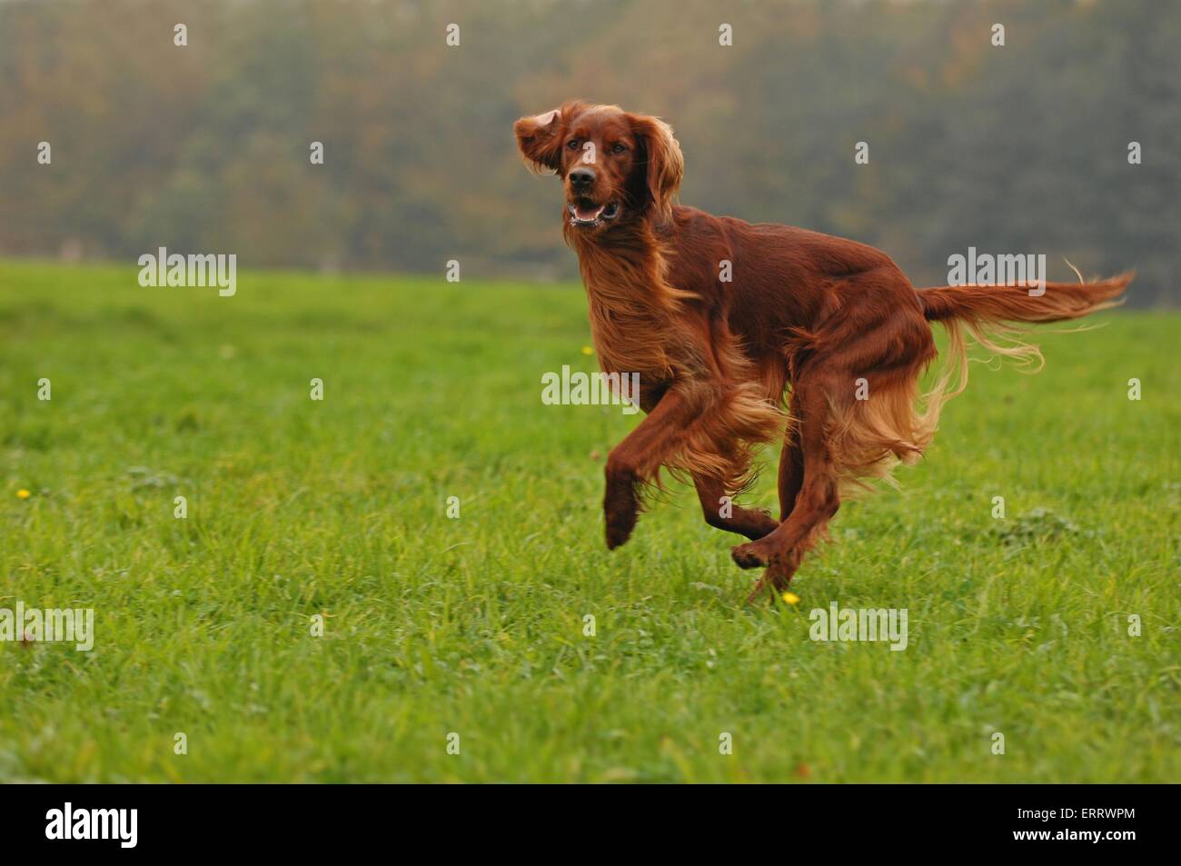 Irish red Setter Stock Photo - Alamy