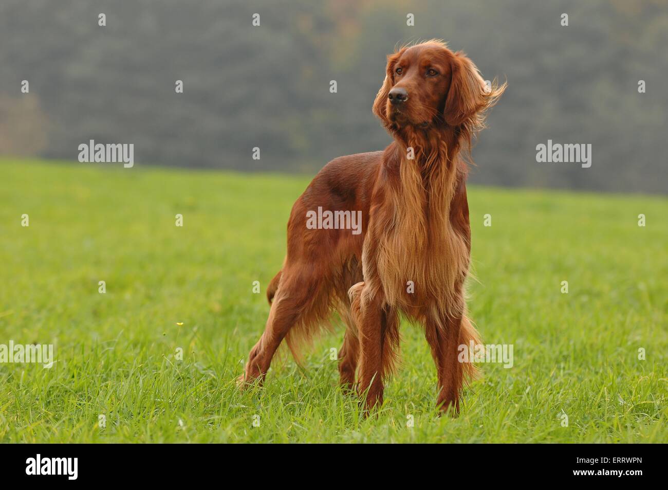 Irish red Setter Stock Photo - Alamy