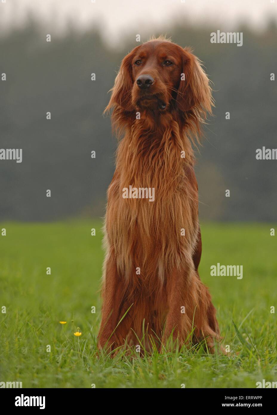 Irish red Setter Stock Photo - Alamy