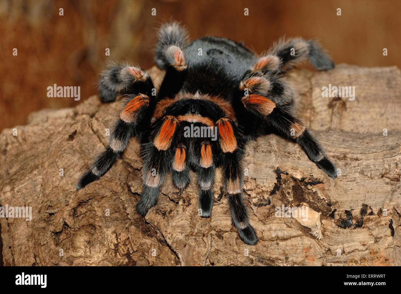 Tarantula theraphosidae arthropod arthropods hi-res stock photography ...