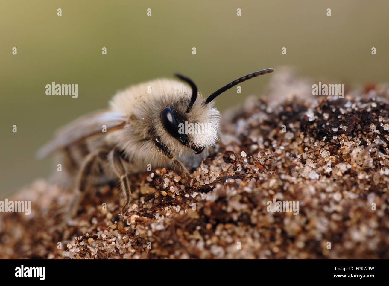 Bee profile hi-res stock photography and images - Alamy