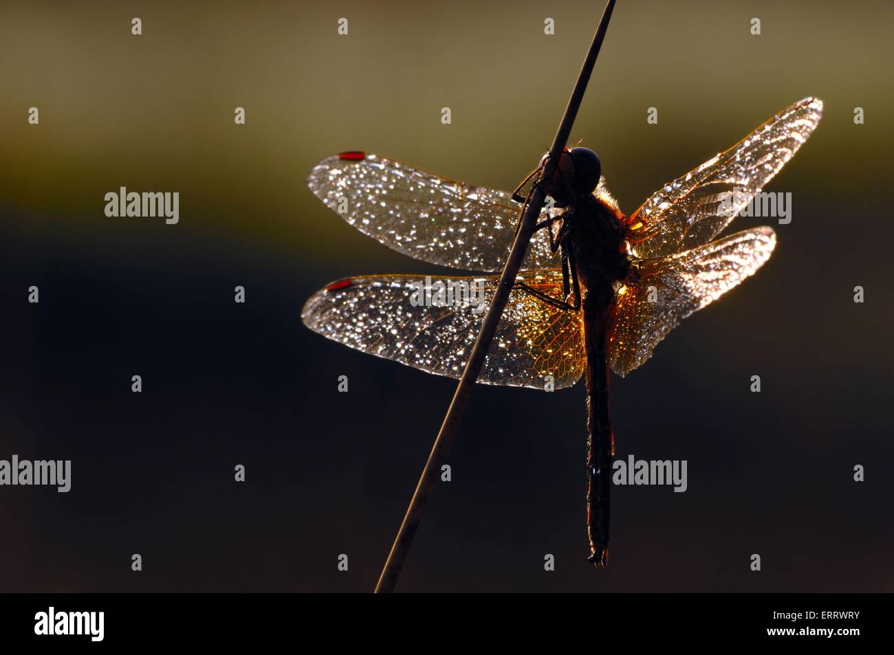 Yellow winged darters hi-res stock photography and images - Alamy