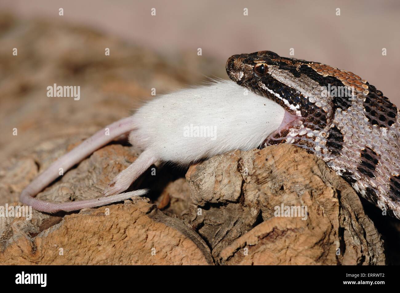 Ground rattlesnake hi-res stock photography and images - Alamy