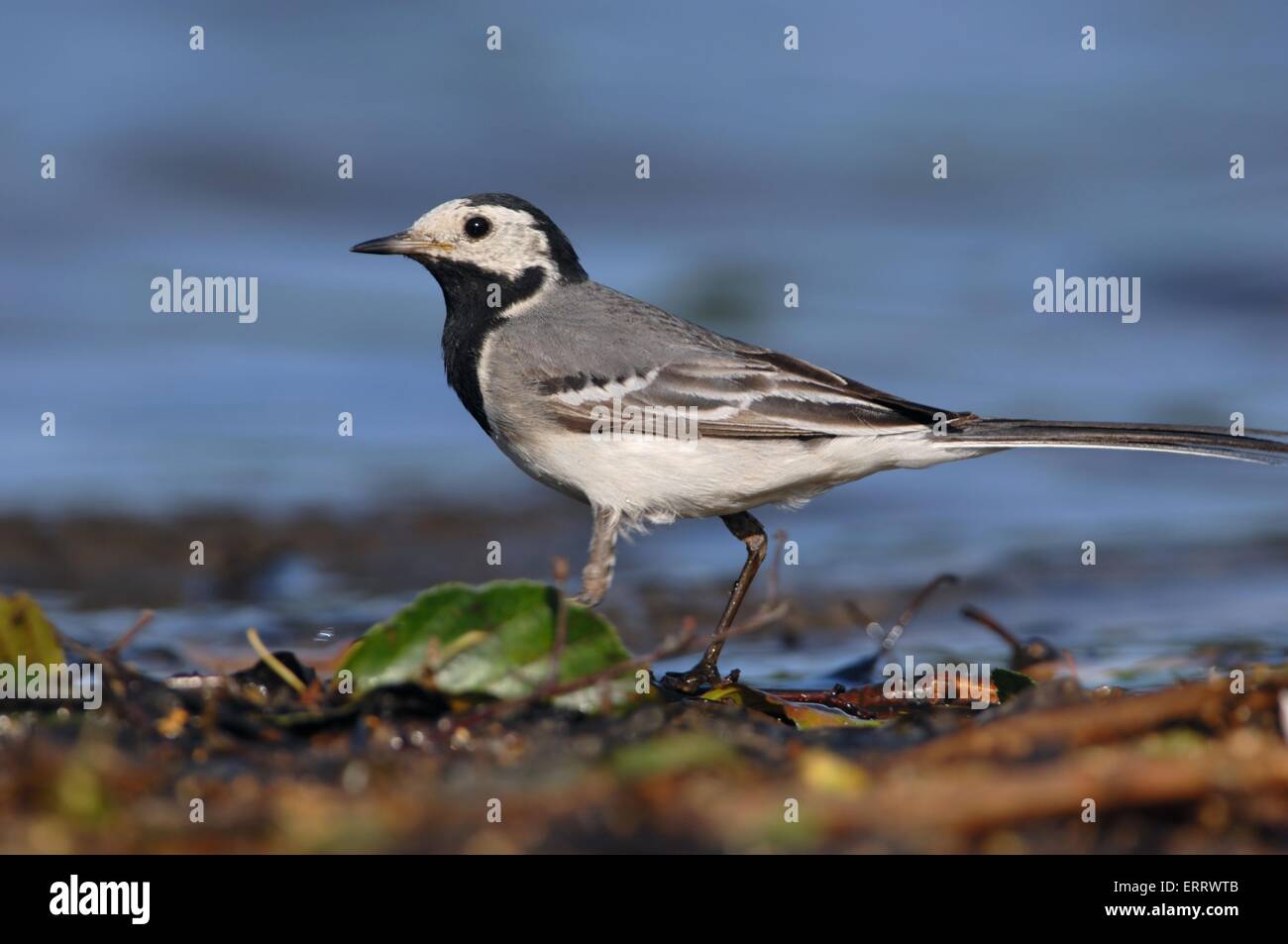 Wagtail by the lake shore hi-res stock photography and images - Alamy