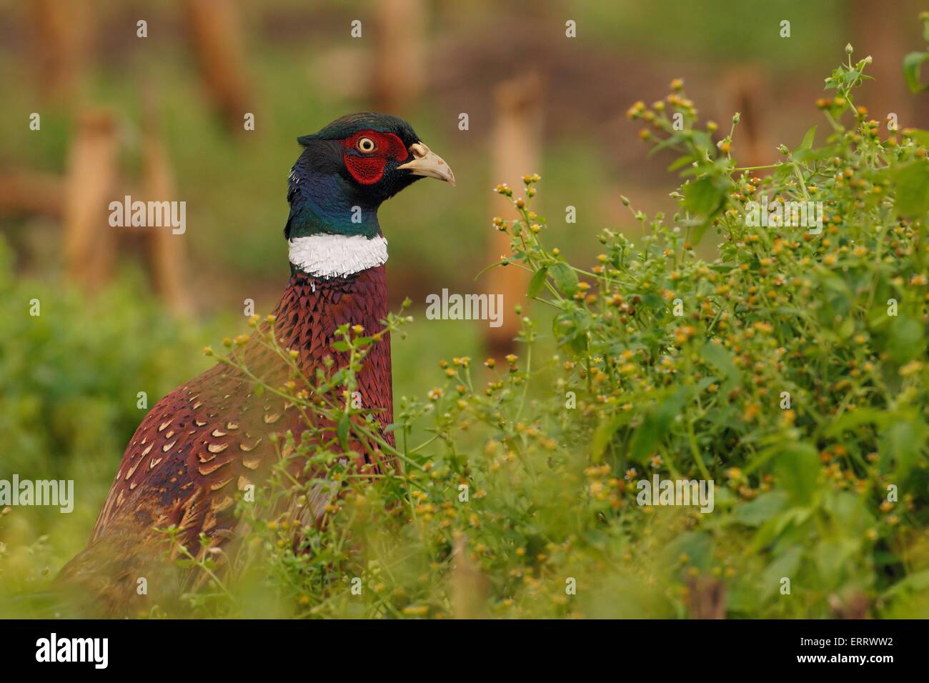 Male pheasant landscape format hi-res stock photography and images - Alamy