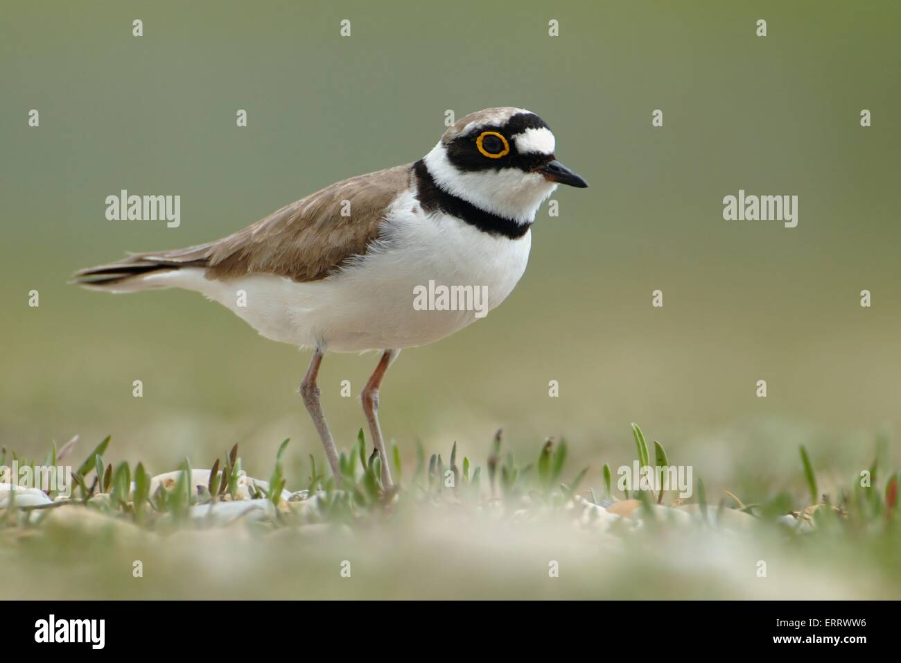 Little ringed plovers hi-res stock photography and images - Alamy