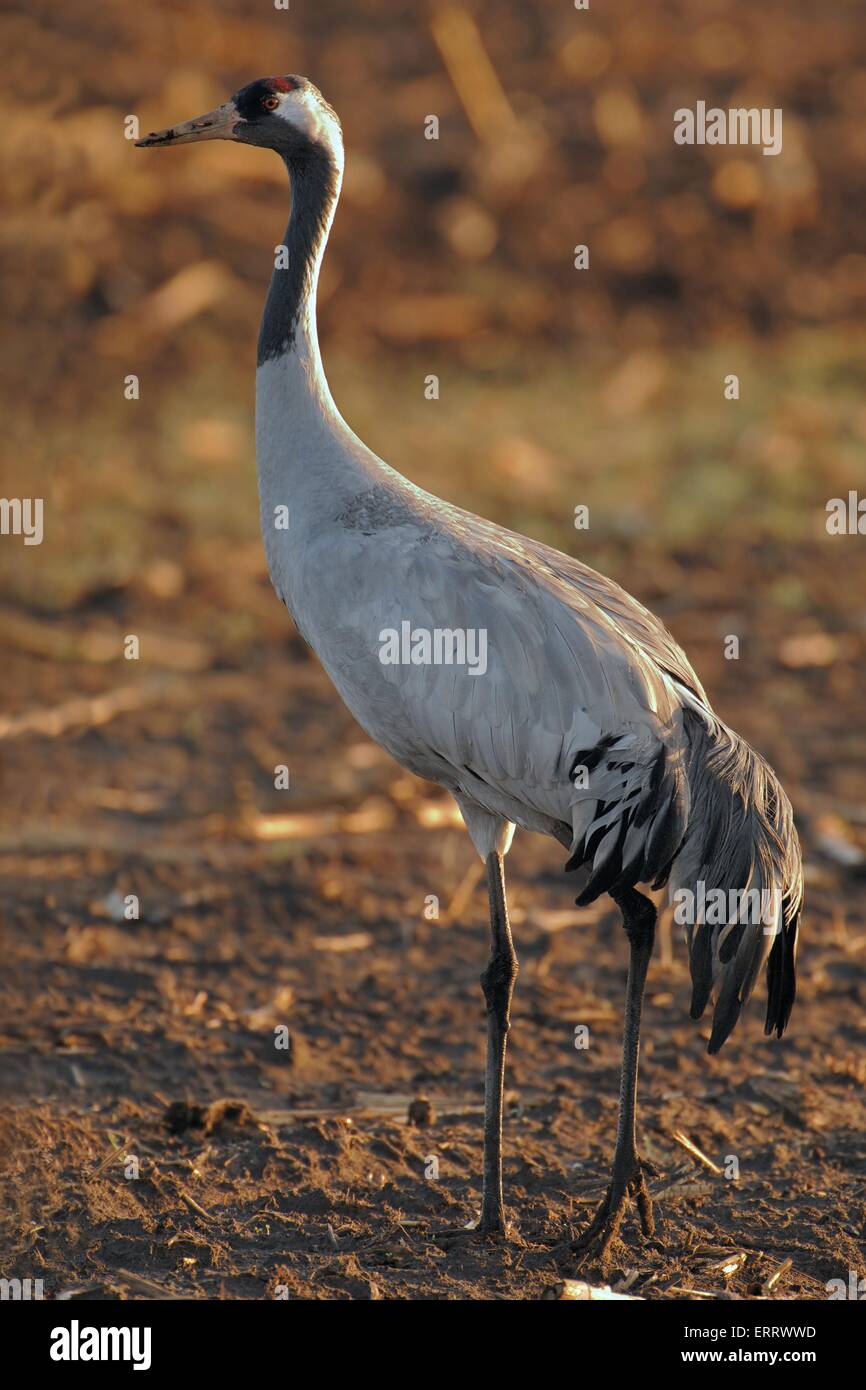 Stand crane hi-res stock photography and images - Alamy