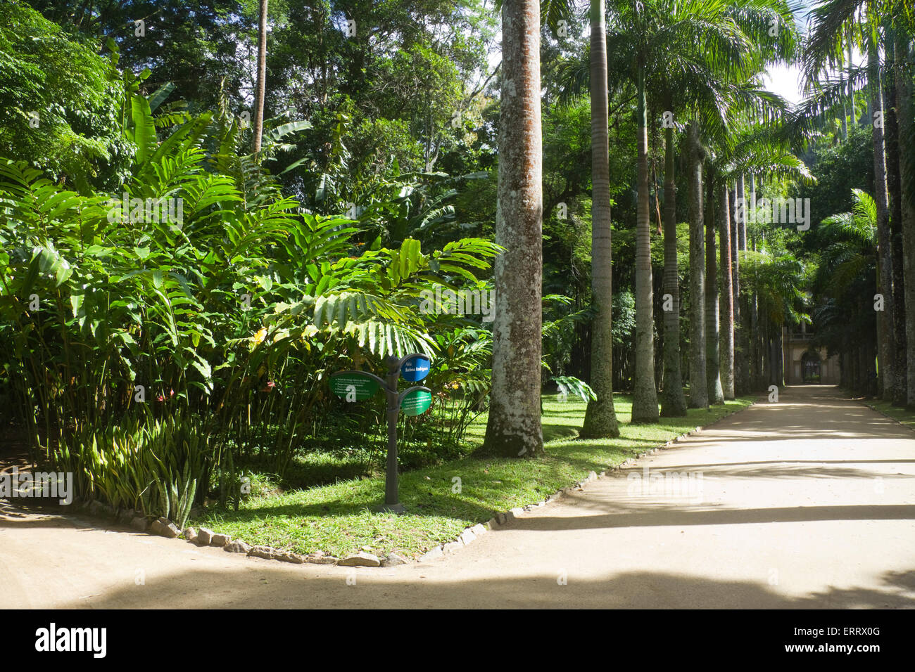 Botanical Gardens Rio De Janeiro Brazil Stock Photo - Alamy