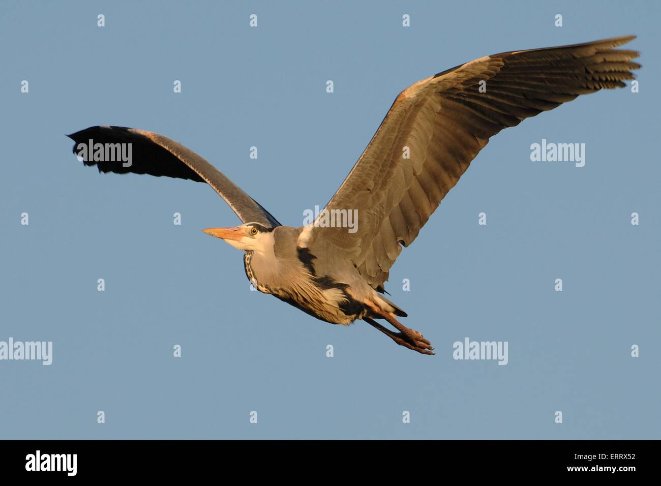 Fyling bird hi-res stock photography and images - Alamy