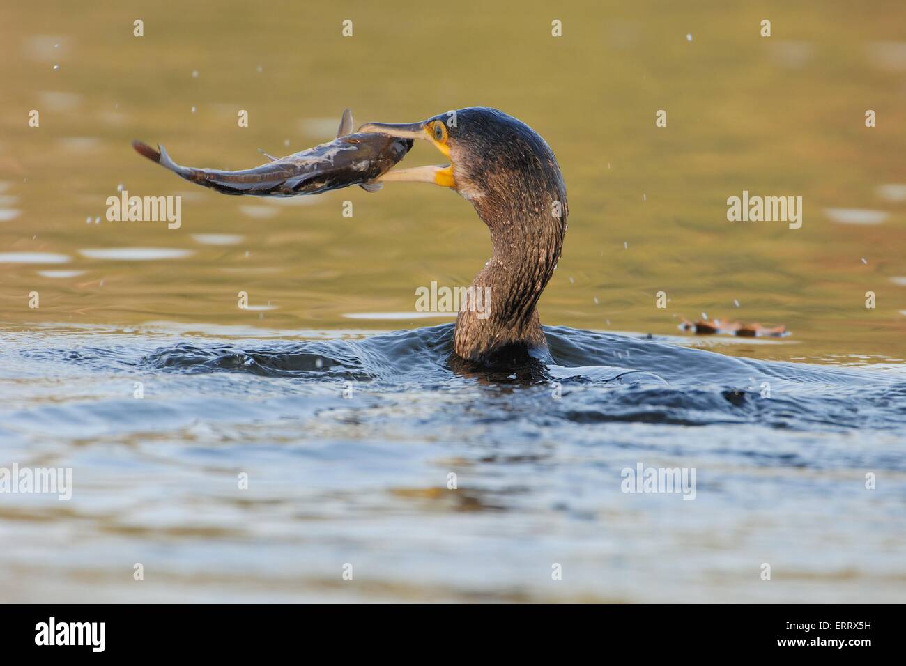 Raven eating a fish hi-res stock photography and images - Alamy