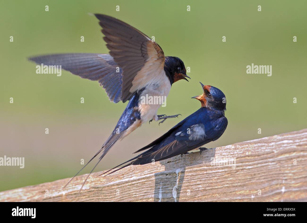 Swallow landing hi-res stock photography and images - Alamy