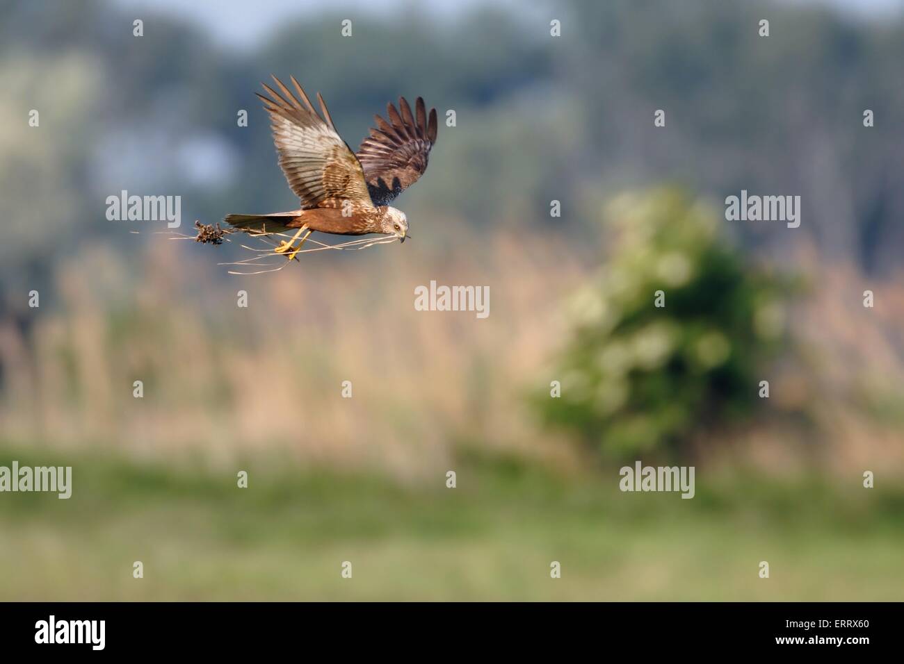 Marsh harrier hi-res stock photography and images - Alamy