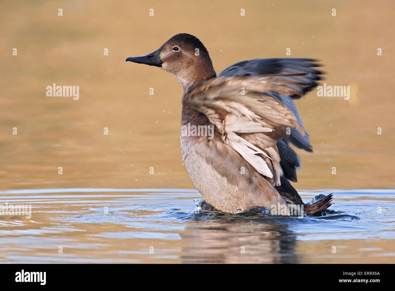Common pochard wings hi-res stock photography and images - Alamy