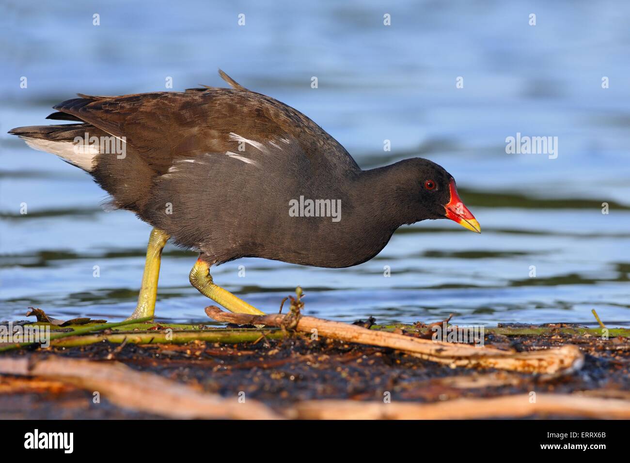 Profile of moorhen hi-res stock photography and images - Alamy