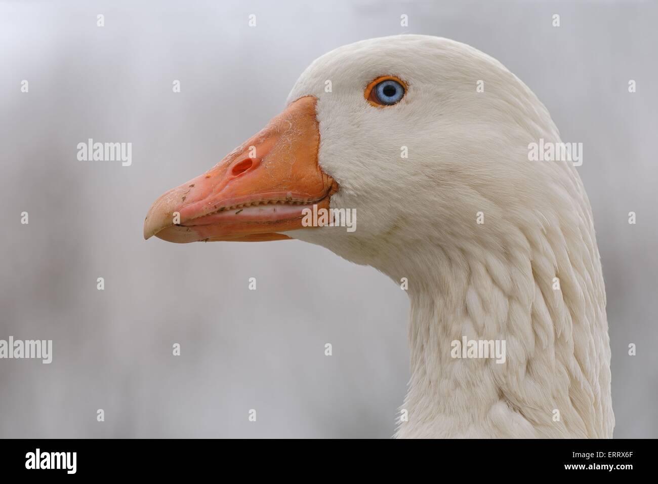 Feral domestic goose hi-res stock photography and images - Alamy