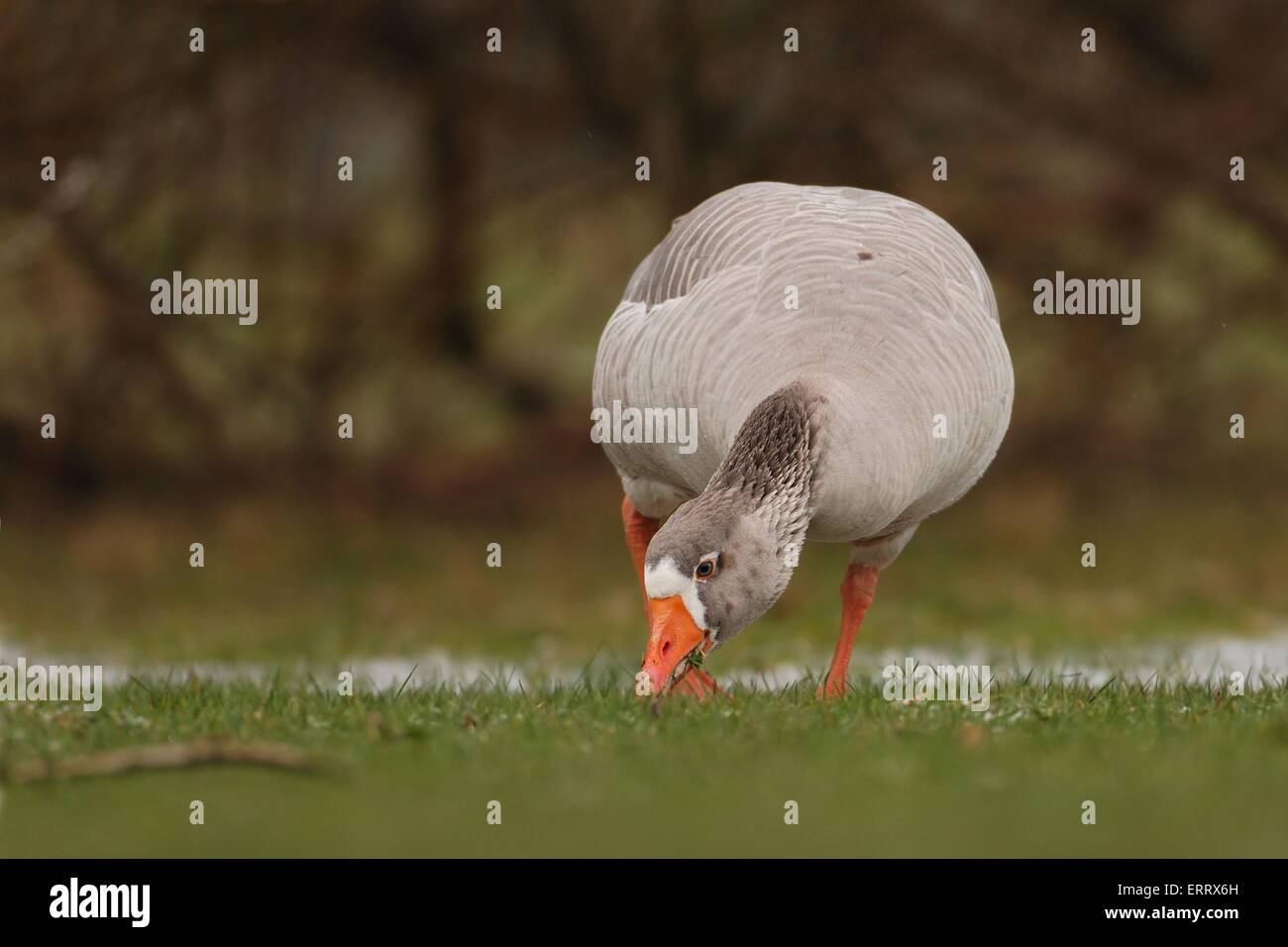 Feral domestic goose hi-res stock photography and images - Alamy