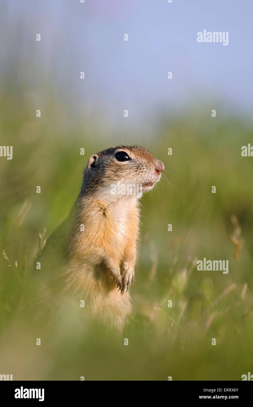European Ground Squirrel Stock Photo - Alamy