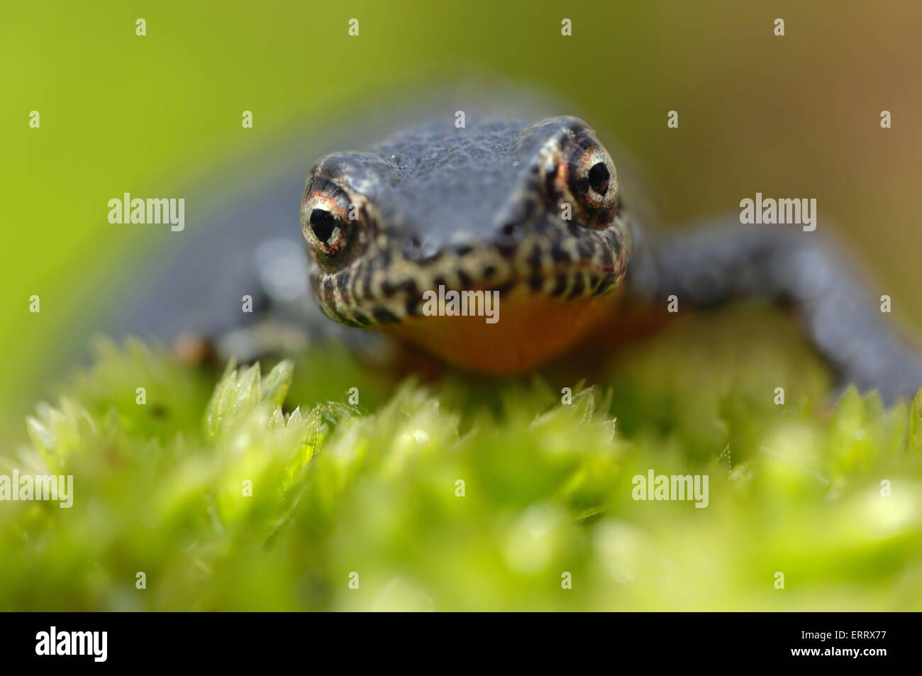 Alpine newt Stock Photo - Alamy