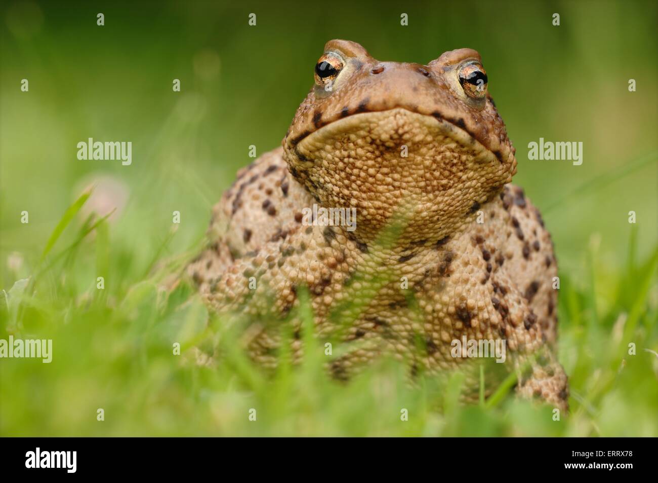 European toad hi-res stock photography and images - Alamy