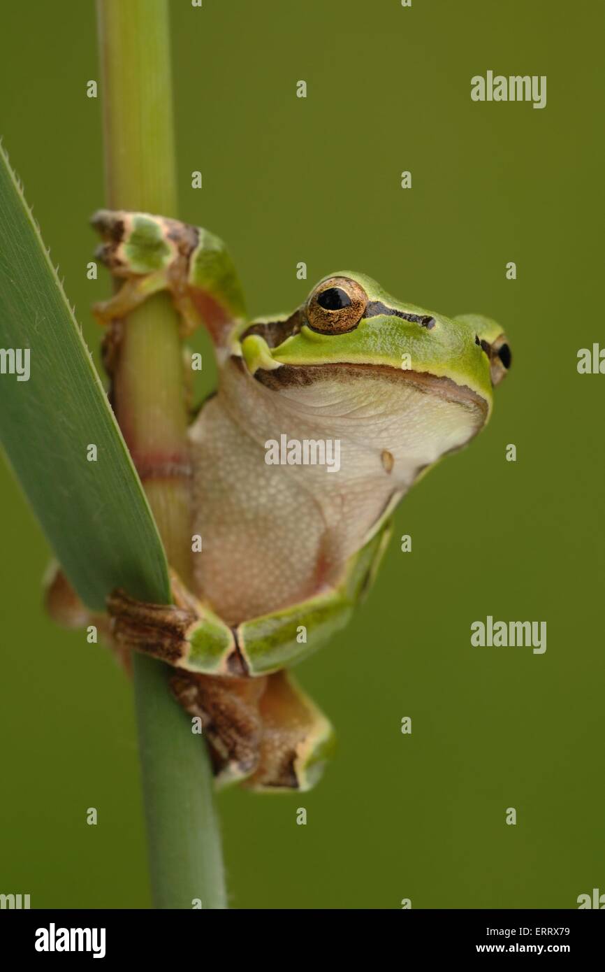 European tree frog Stock Photo - Alamy