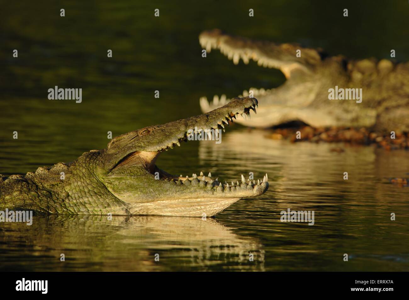 Crocodile 2 Stock Photos & Crocodile 2 Stock Images - Alamy