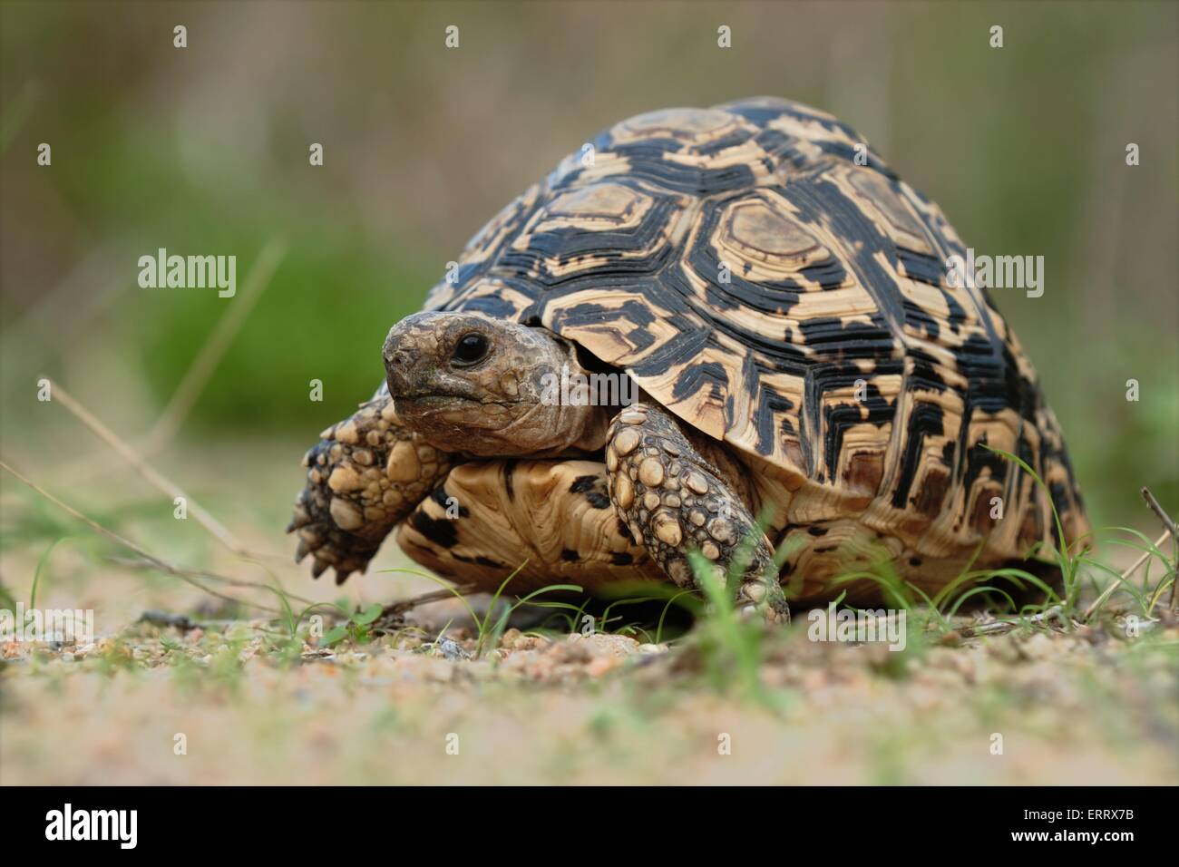 Tortoise movement hi-res stock photography and images - Alamy