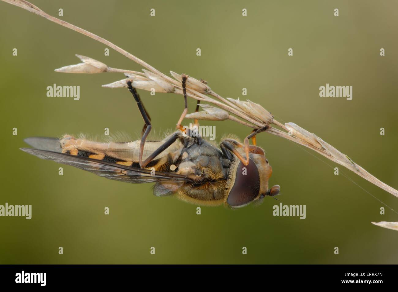 Grass hoverfly hi-res stock photography and images - Alamy