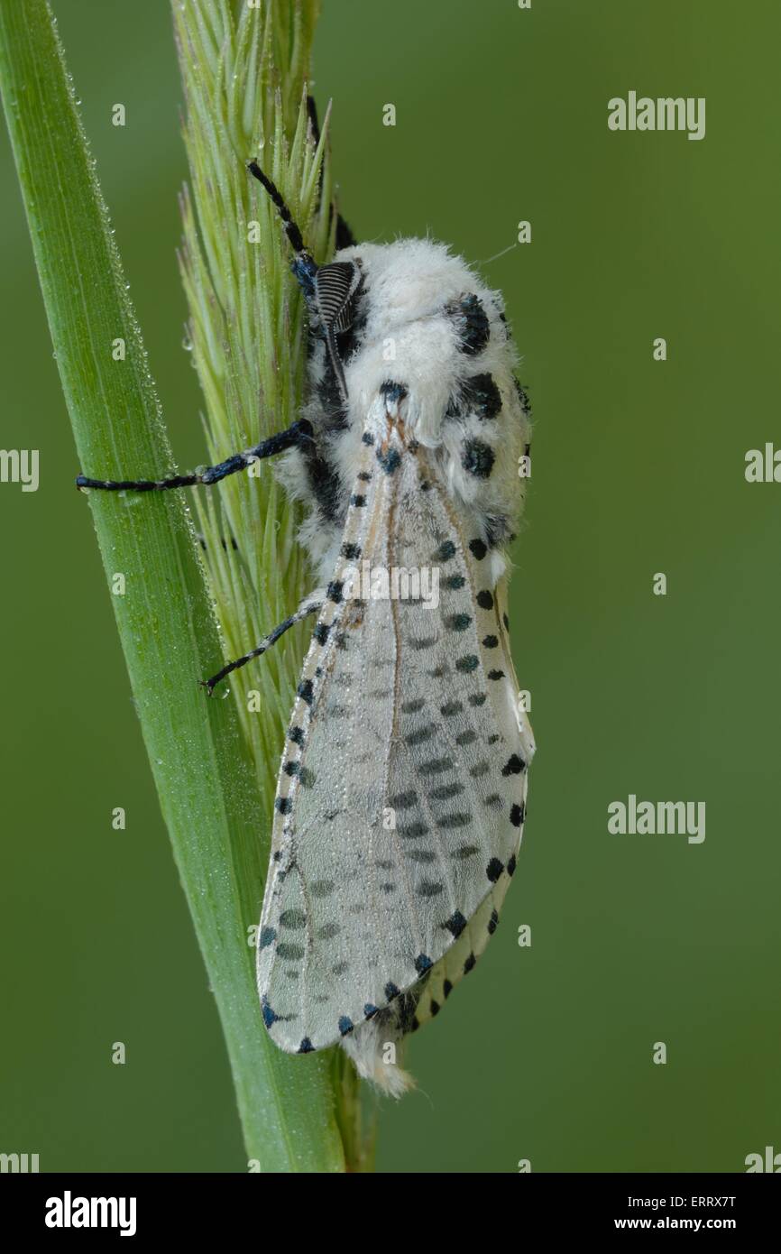 Leopard moth hi-res stock photography and images - Alamy