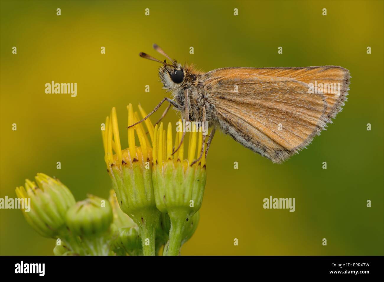 Lateral view of skipper butterfly hi-res stock photography and images ...