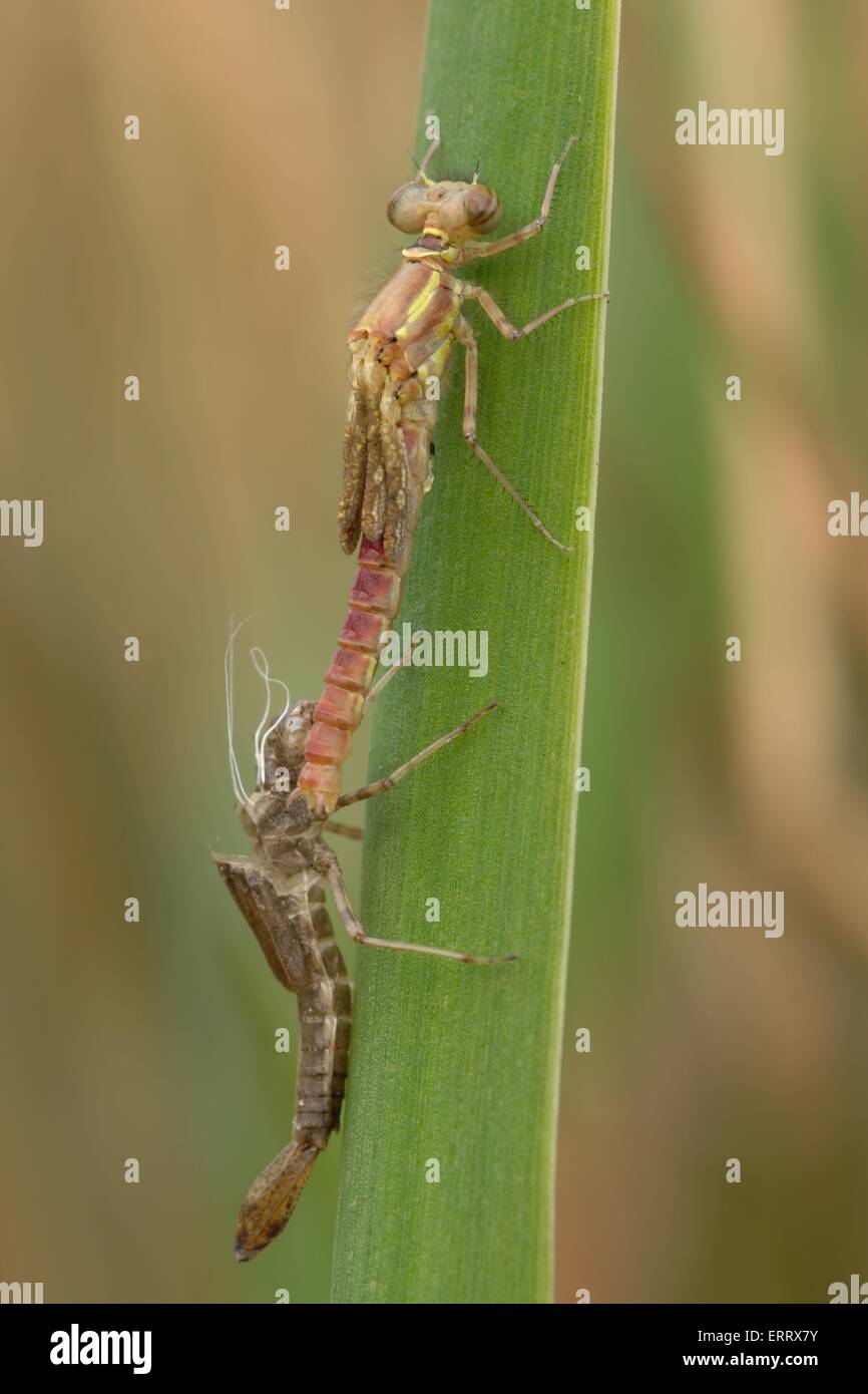 Damselfly larvae hi-res stock photography and images - Alamy