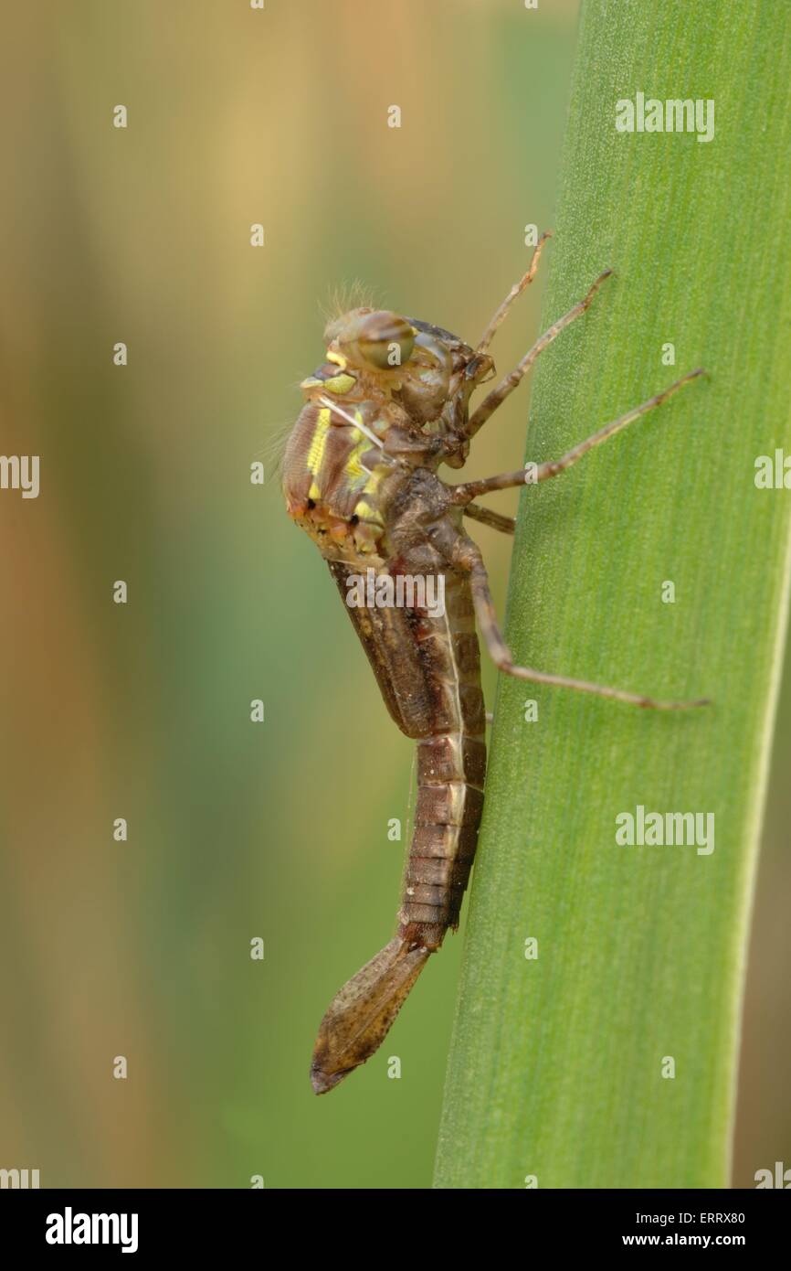 Damselfly larvae hi-res stock photography and images - Alamy