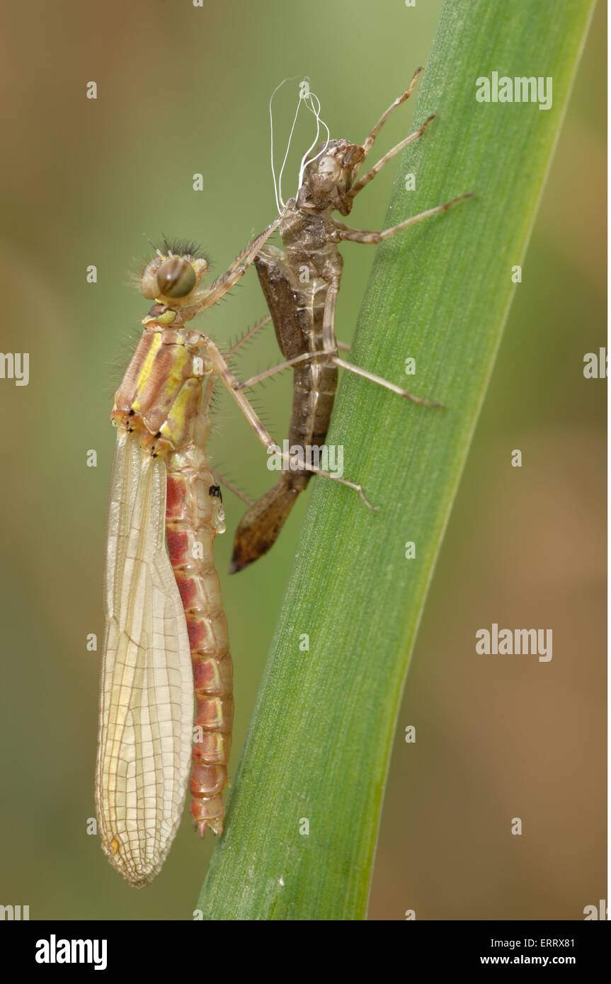 Damselfly larvae hi-res stock photography and images - Alamy