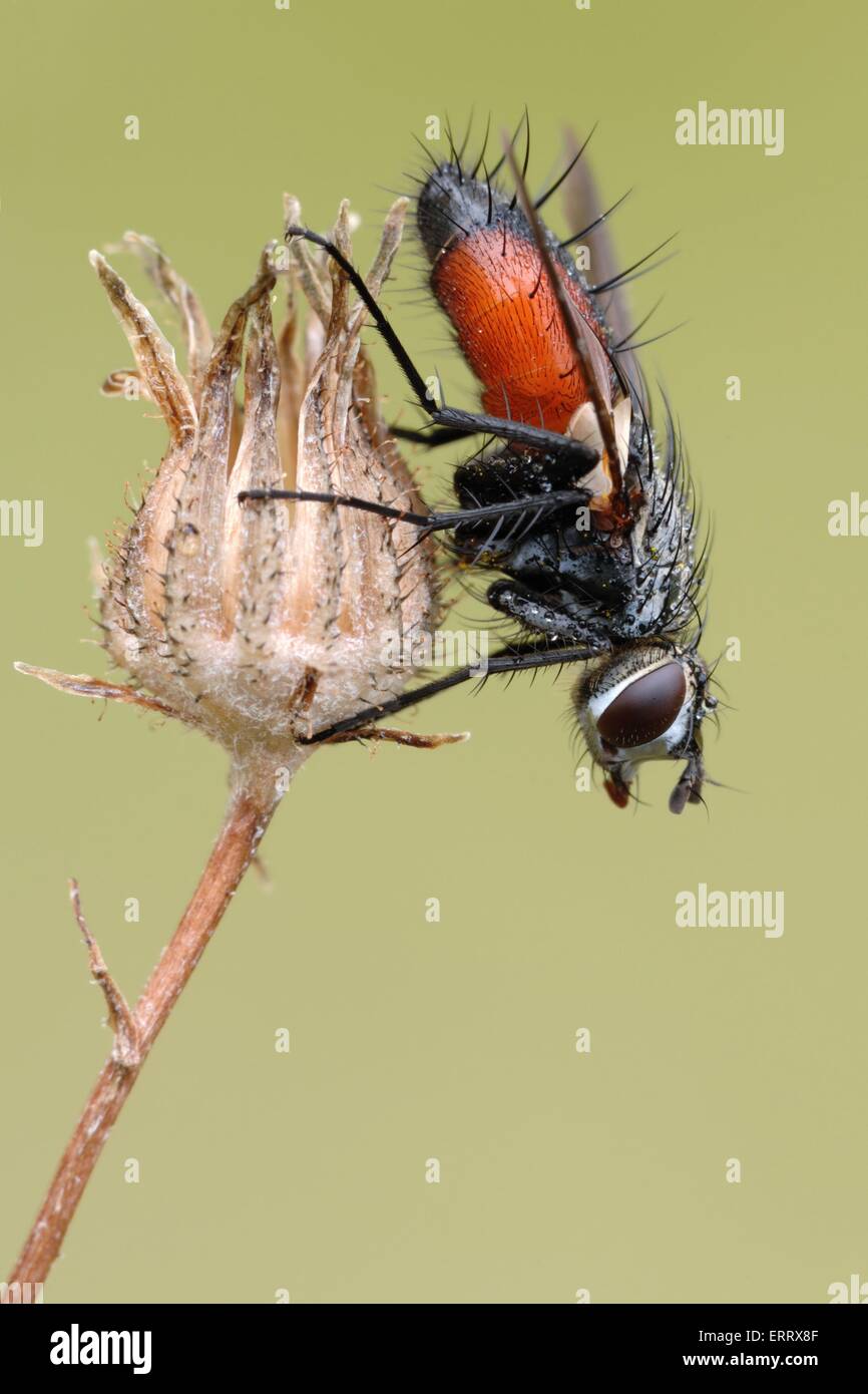 Parasitic flies hi-res stock photography and images - Alamy